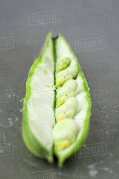 Cross-section of broad bean - Stock Photo - Dissolve