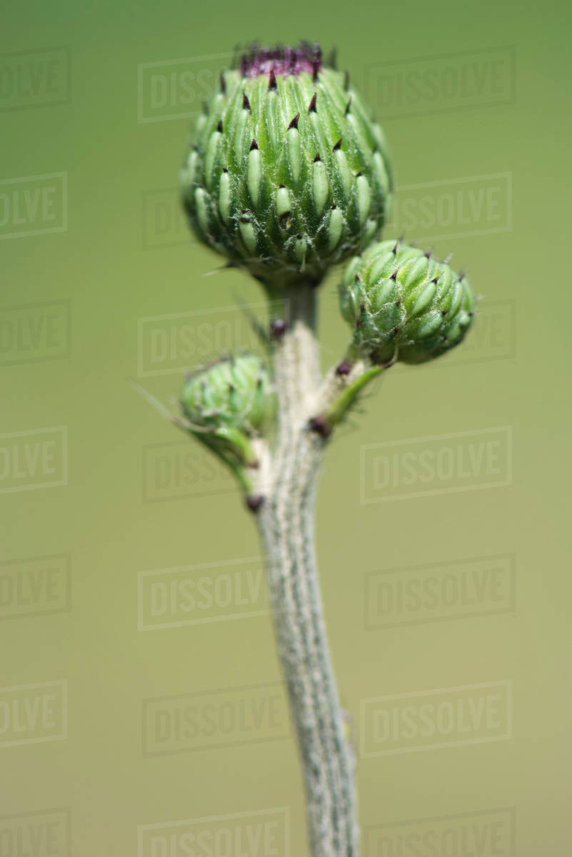 Thistle flower buds, close-up - Royalty-free Stock Photo | Dissolve