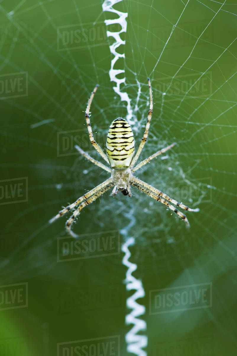 Yellow Garden Spider (argiope aurantia) in center of web waiting for ...