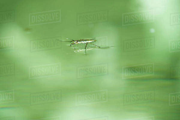 Water strider skating across surface of water - Stock Photo - Dissolve