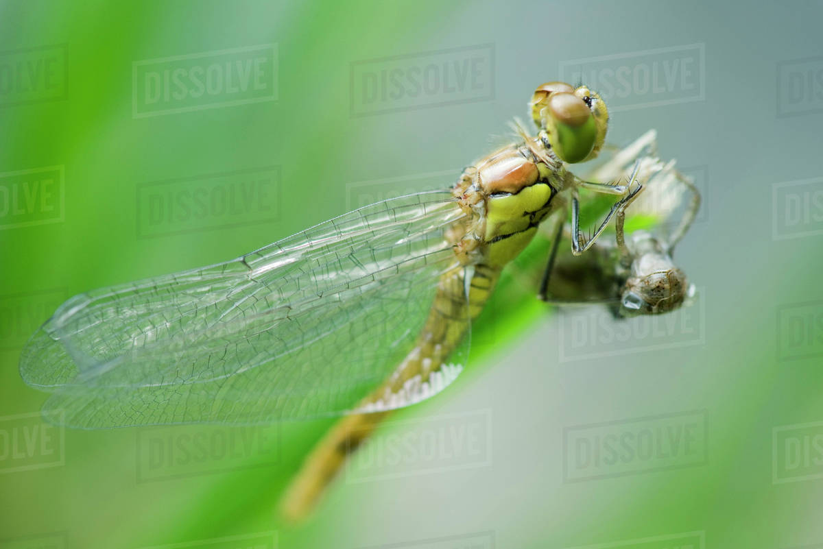 Dragonfly newly emerged from old exoskeleton drying wings - Stock Photo ...