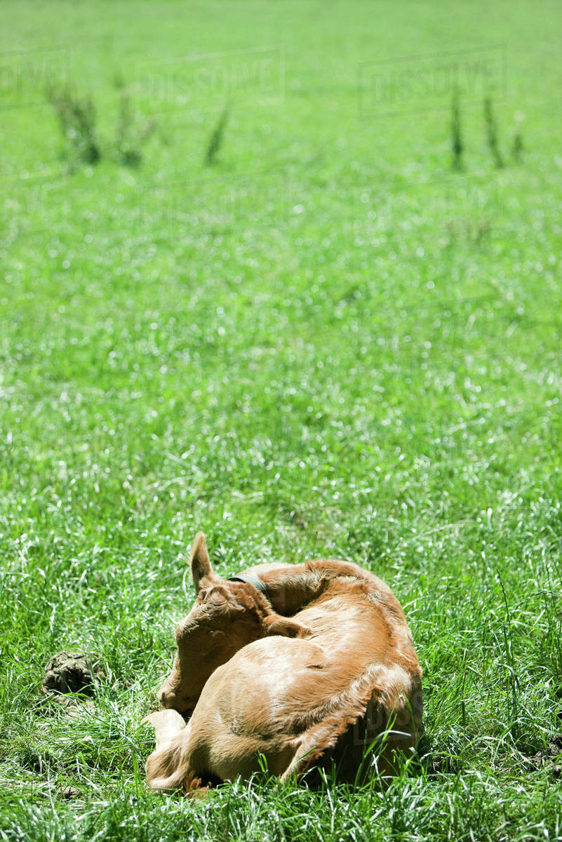 Calf curled up on the ground - Royalty-free Stock Photo | Dissolve