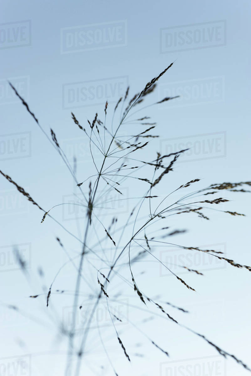 Tall grass blowing in the wind - Royalty-free Stock Photo | Dissolve