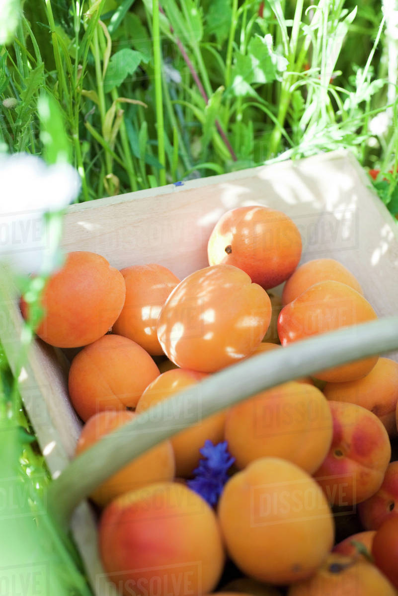 Basket of ripe apricots - Royalty-free Stock Photo | Dissolve