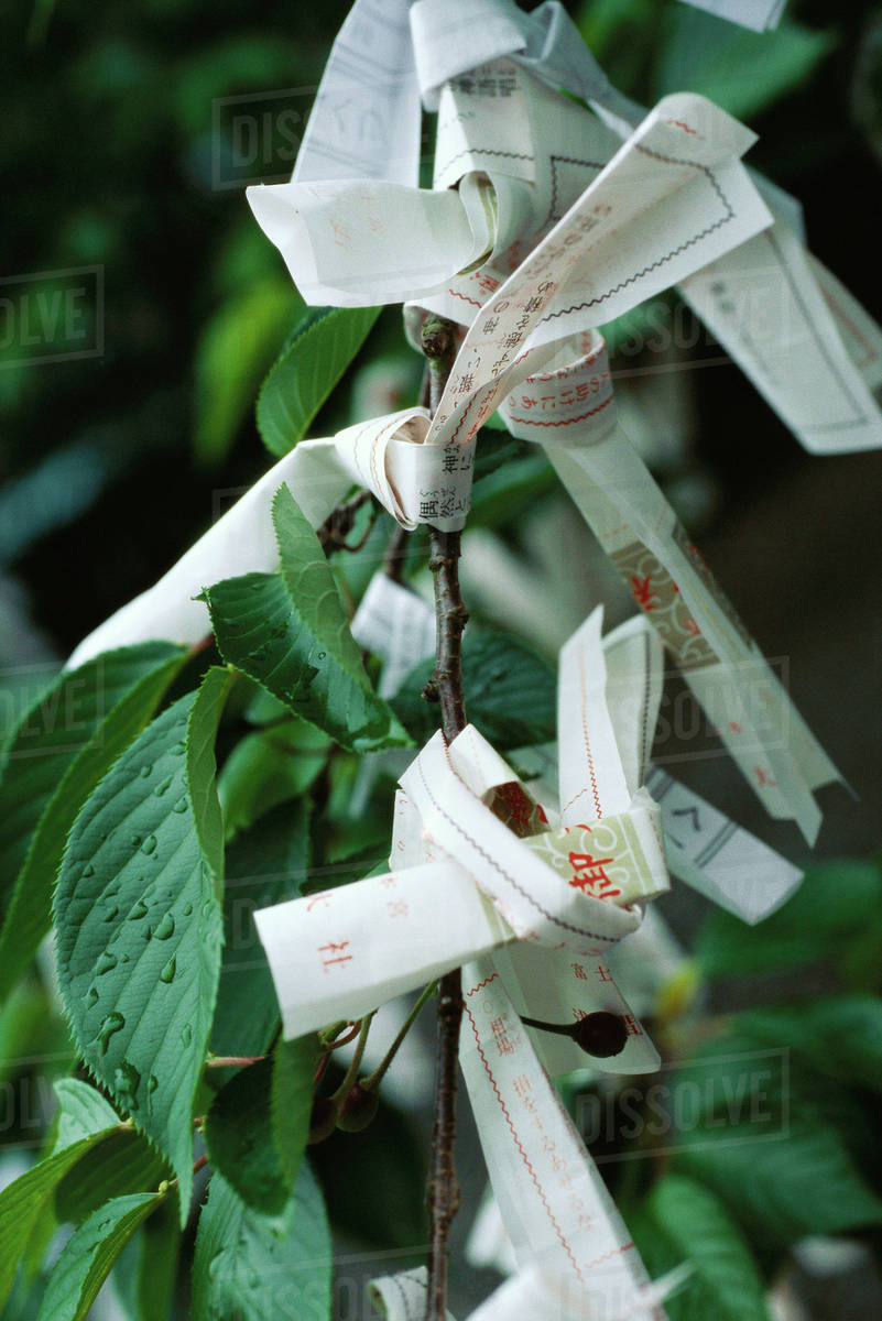 Omikuji papers tied to branches - Royalty-free Stock Photo | Dissolve