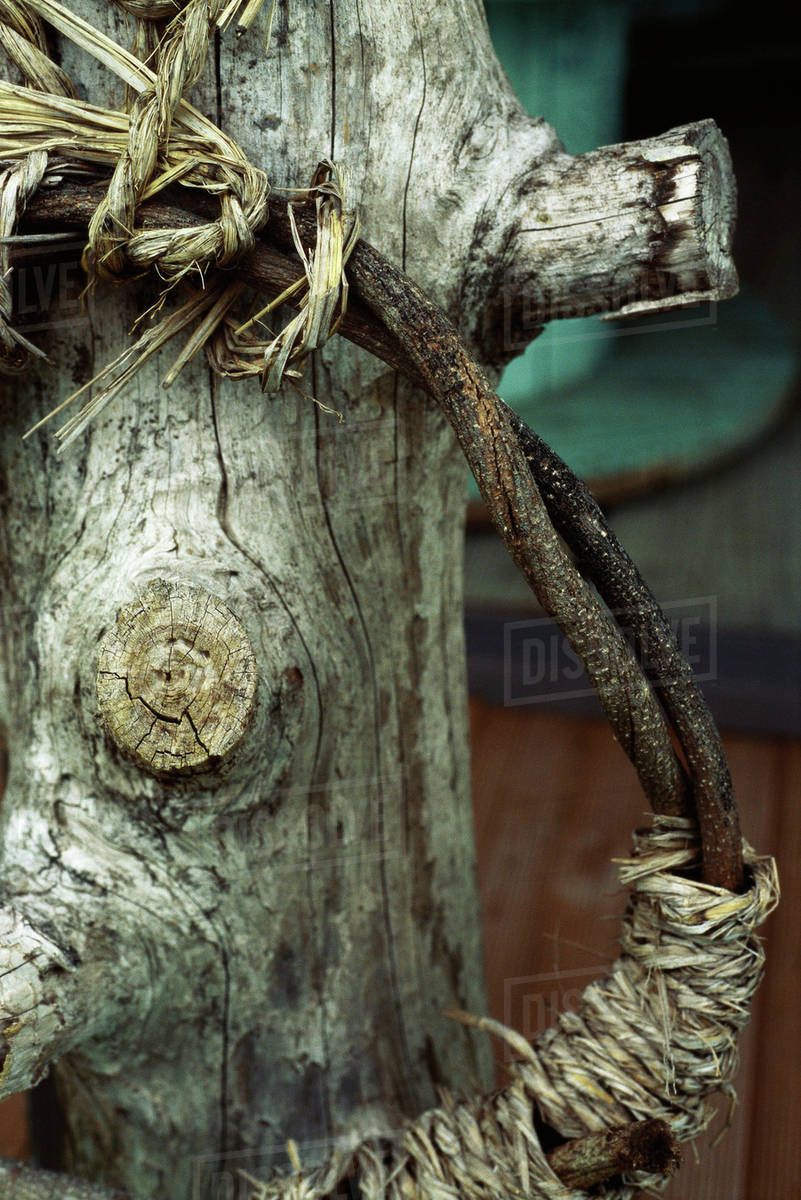 Rope entwined vines and tree trunk - Royalty-free Stock Photo | Dissolve
