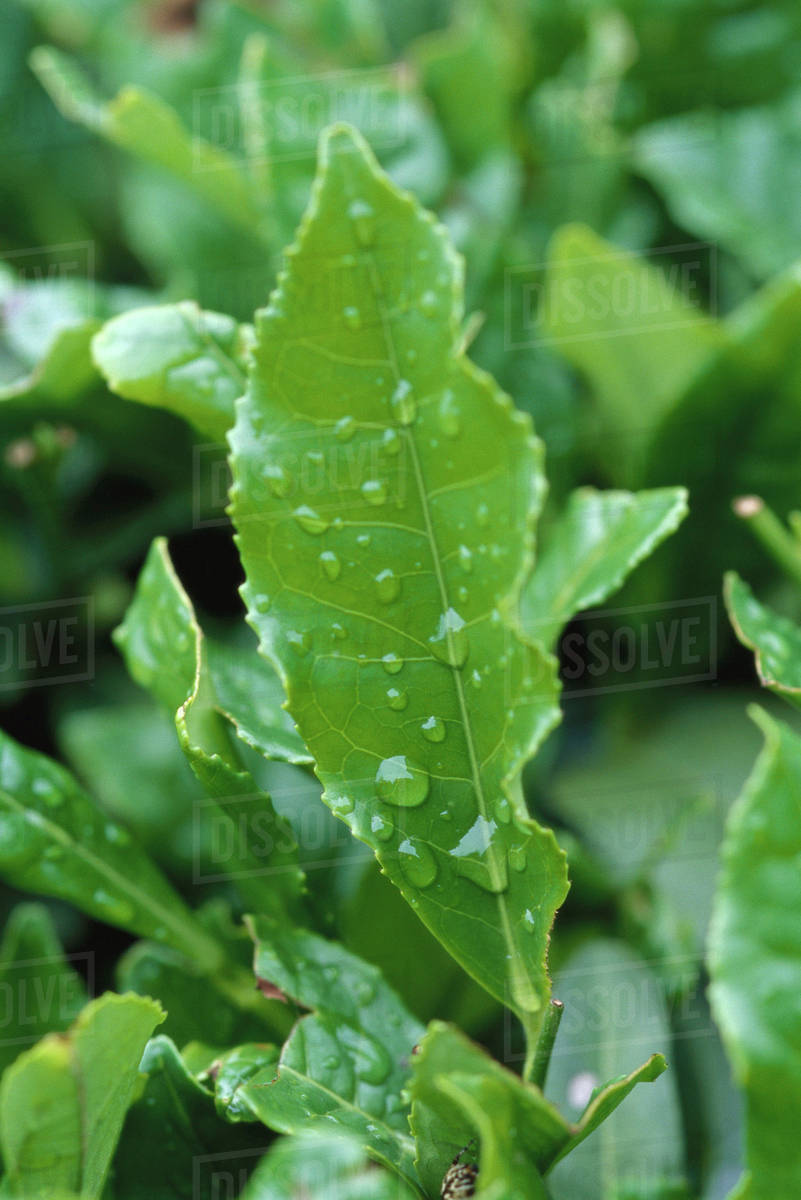 Bay laurel (Laurus nobilis), wet with dew, close-up - Stock Photo ...