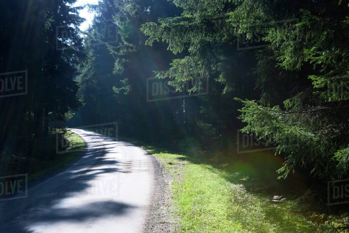 Sunlit road through forest - Royalty-free Stock Photo | Dissolve