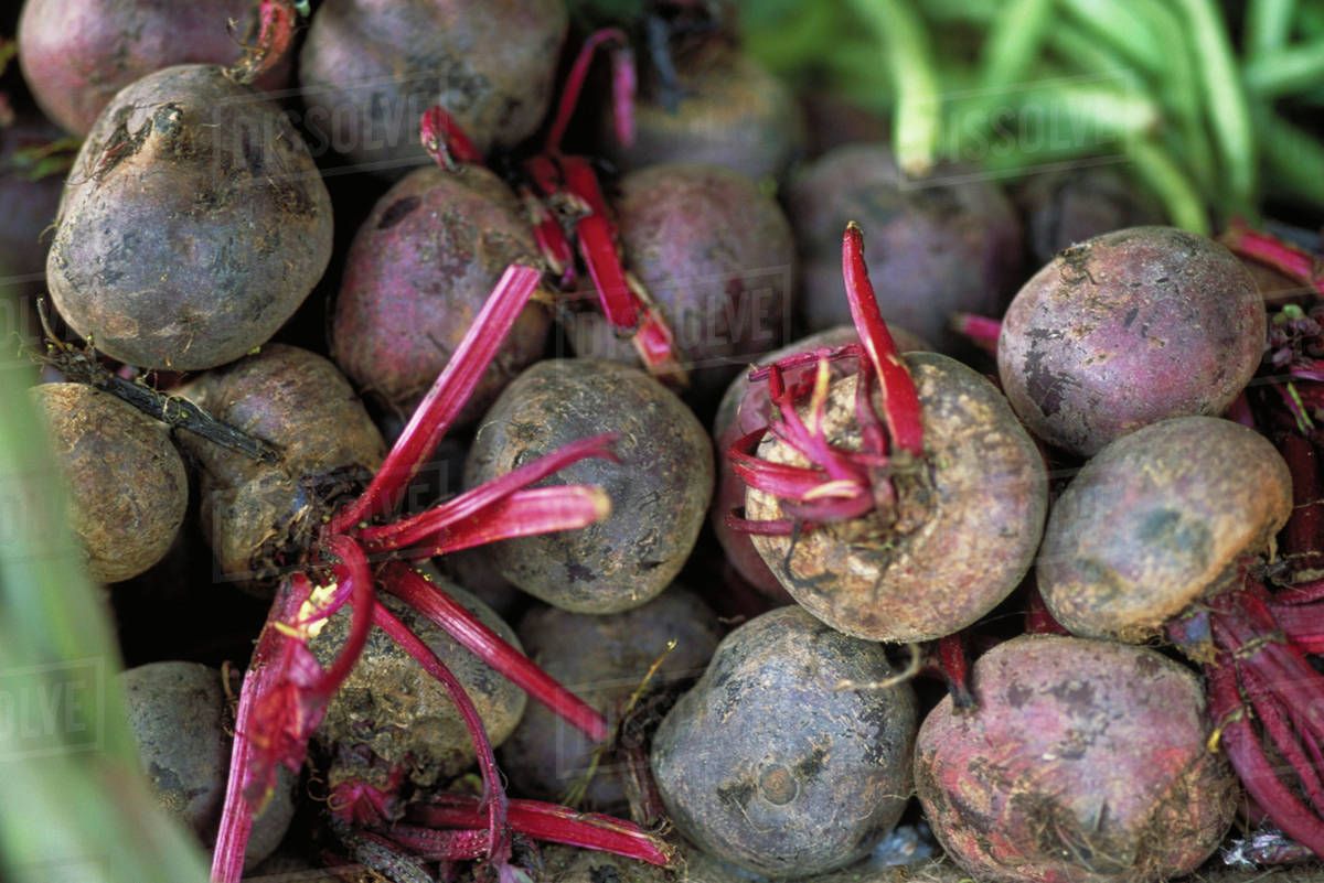 Fresh beets - Royalty-free Stock Photo | Dissolve