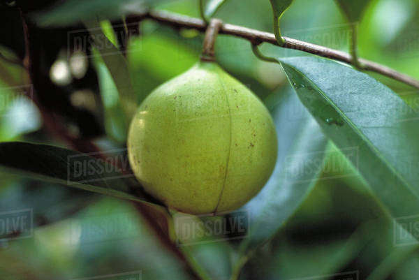 Passionfruit growing on tree - Royalty-free Stock Photo | Dissolve
