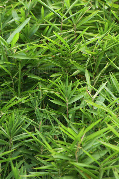 Bamboo seedlings, full frame - Royalty-free Stock Photo | Dissolve