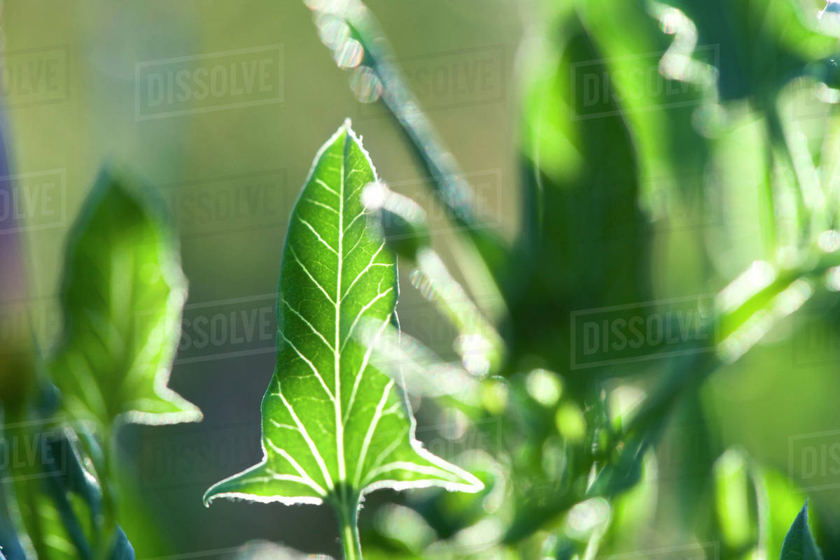 Arum plant, backlit foliage - Royalty-free Stock Photo | Dissolve