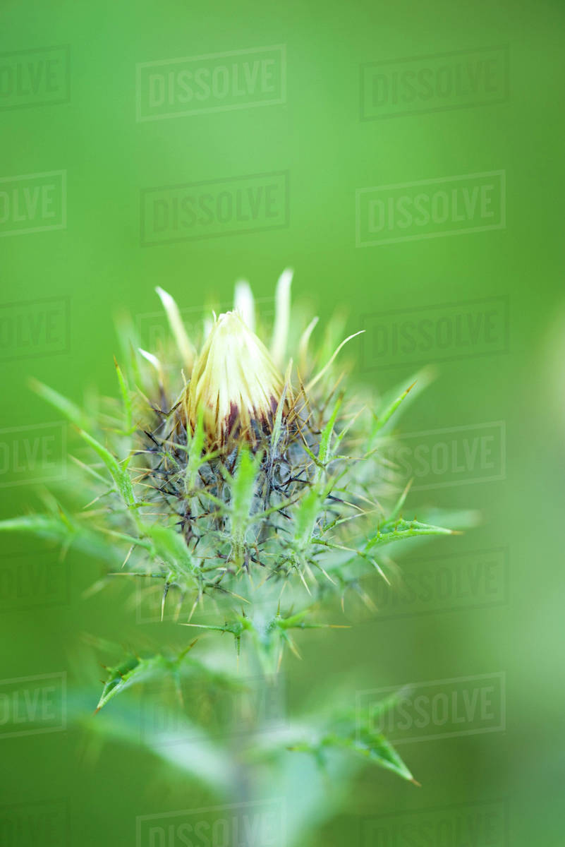 Thistle bud, close-up - Royalty-free Stock Photo | Dissolve
