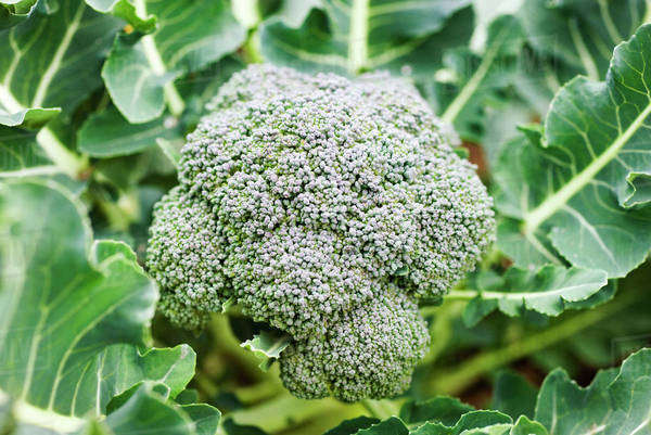 Broccoli growing, close-up - Stock Photo - Dissolve