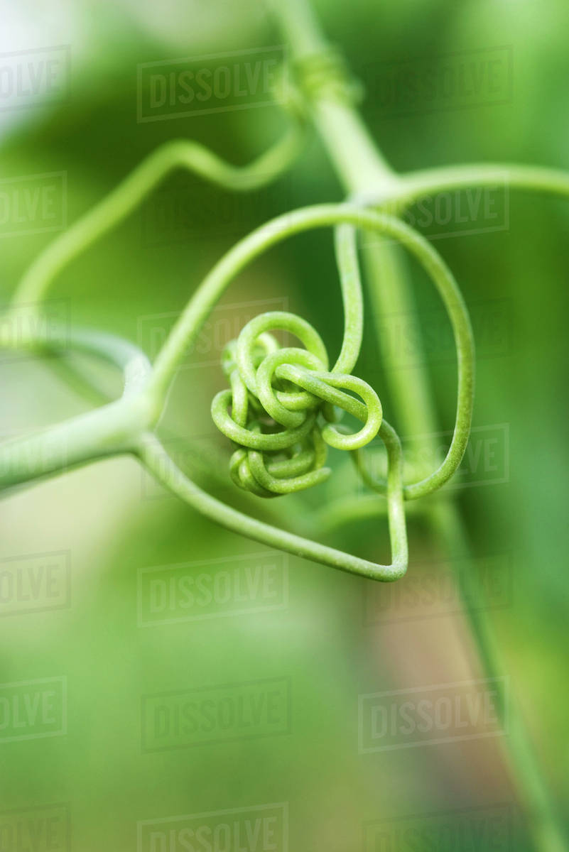 Tangled tendril, close-up - Royalty-free Stock Photo | Dissolve