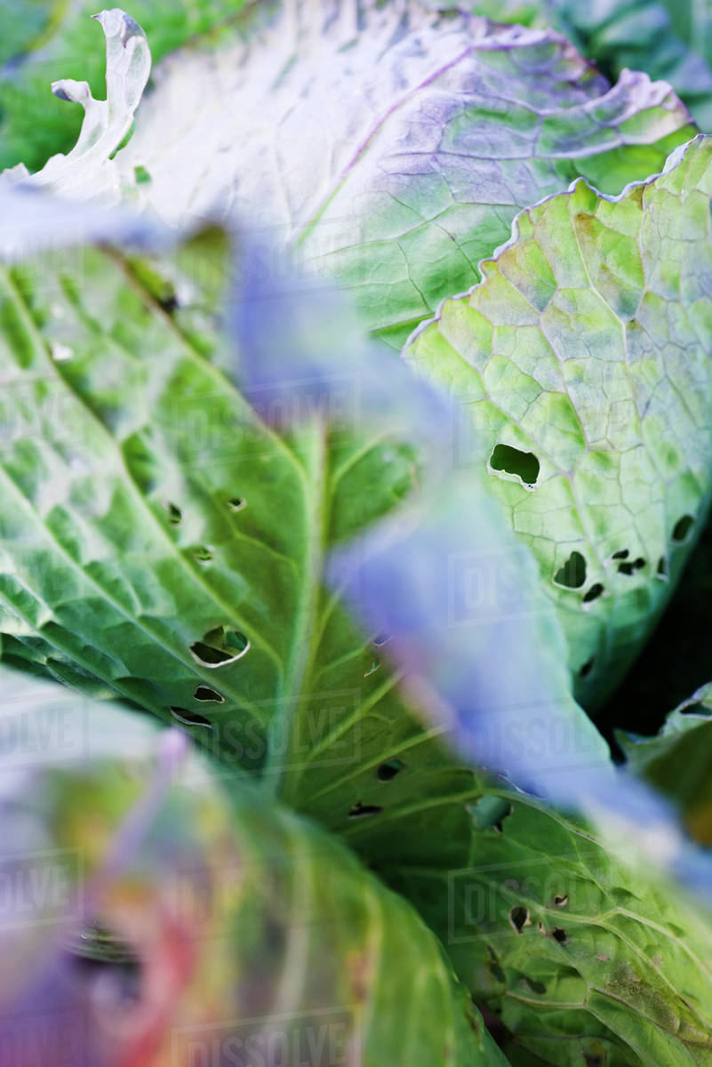 Cabbage growing, extreme close-up - Royalty-free Stock Photo | Dissolve