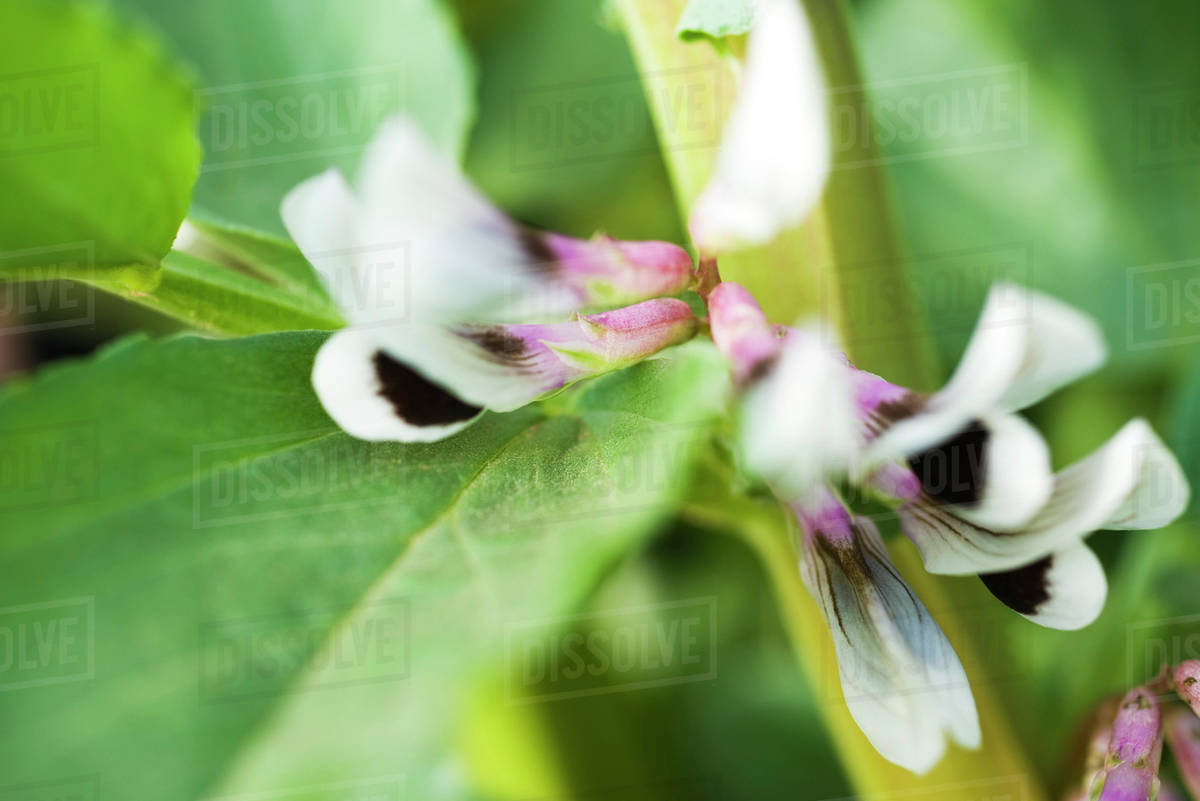 Flowering broad bean plant, close-up - Royalty-free Stock Photo | Dissolve