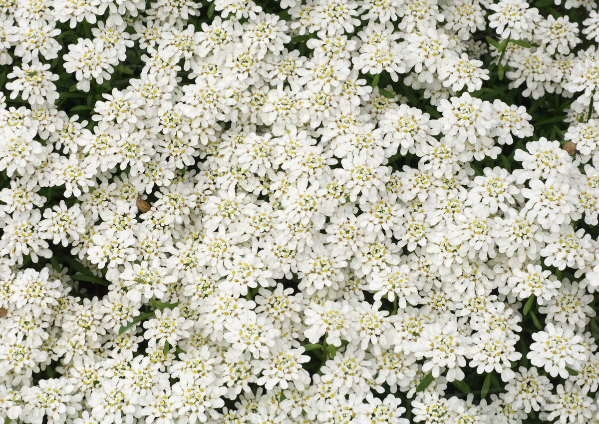 Evergreen candytuft (Iberis sempervirens) - Royalty-free Stock Photo ...