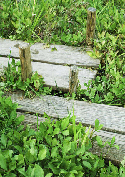 Plants growing around wooden planks - Stock Photo - Dissolve