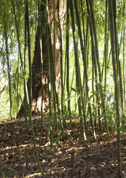 Bamboo grove - Royalty-free Stock Photo | Dissolve