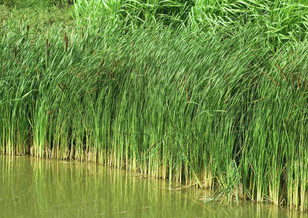 Rushes growing alongside pond - Royalty-free Stock Photo | Dissolve