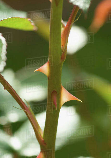 Thorns on rose stem, extreme close-up - Stock Photo - Dissolve