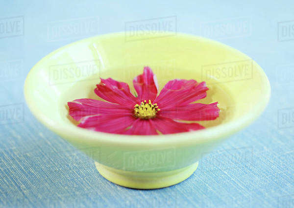 Cosmos flower floating in bowl - Royalty-free Stock Photo | Dissolve