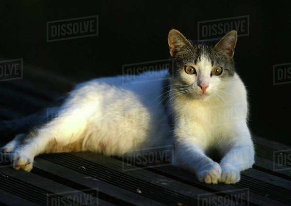 Cat, full length - Royalty-free Stock Photo | Dissolve