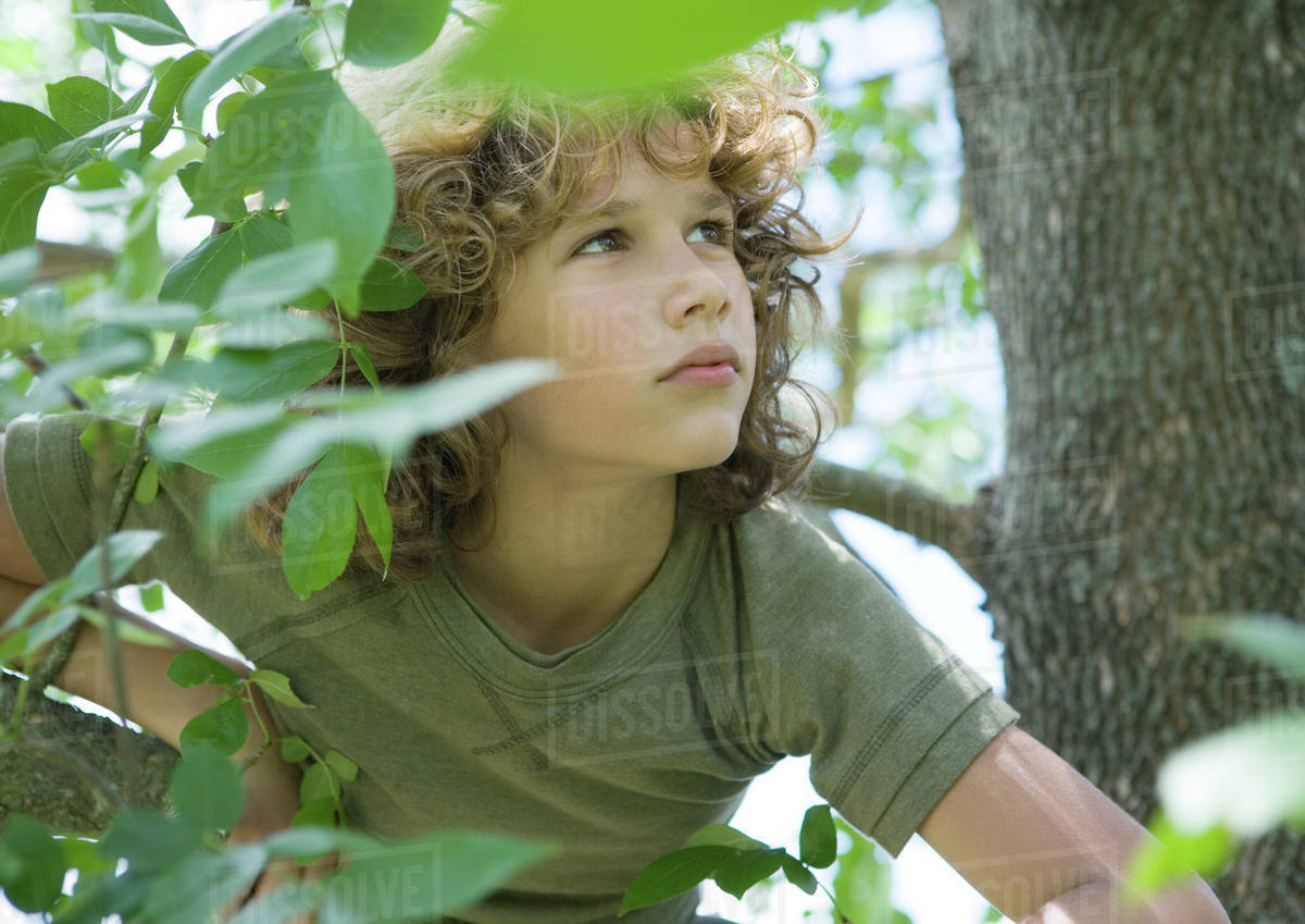 Boy in tree - Royalty-free Stock Photo | Dissolve