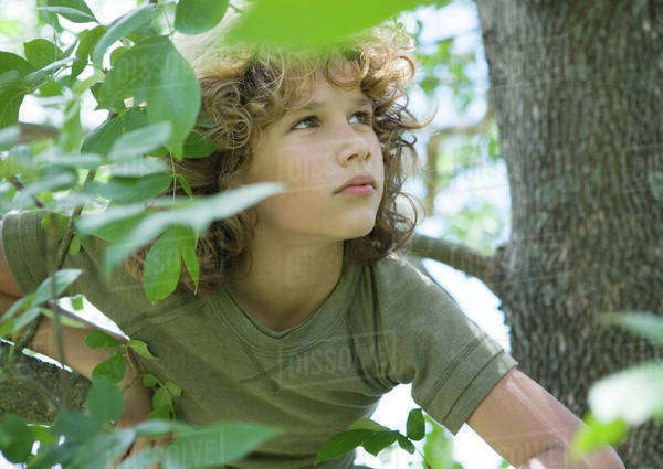Boy in tree - Royalty-free Stock Photo | Dissolve