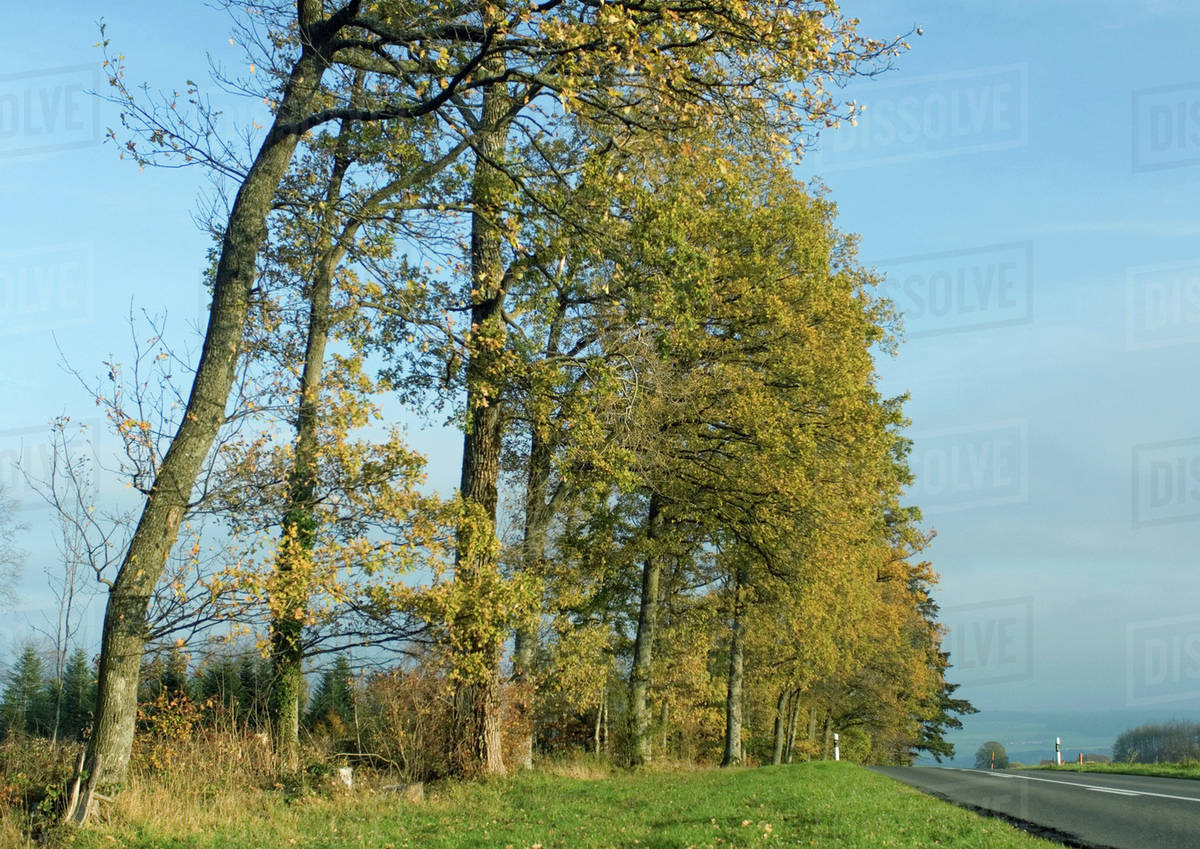 Switzerland, trees and road - Royalty-free Stock Photo | Dissolve