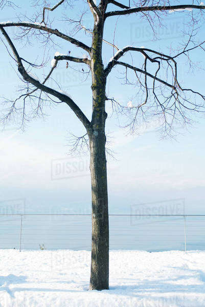 Tree overlooking lake, snow on ground and tree - Stock Photo - Dissolve