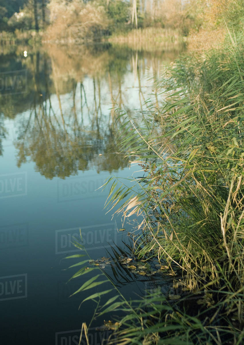 Vegetation growing along edge of water - Royalty-free Stock Photo ...