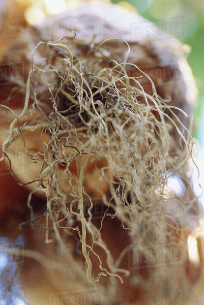 Onion roots - Stock Photo - Dissolve