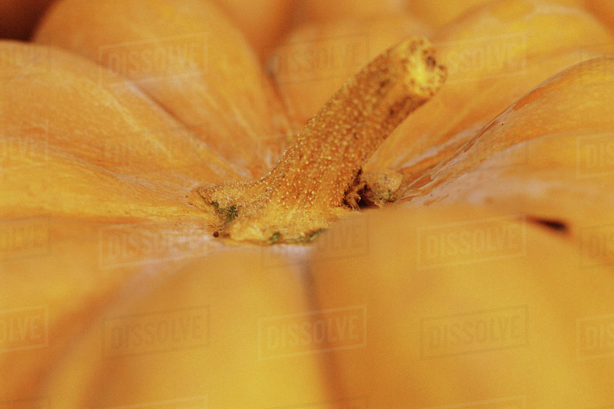 Pumpkin, extreme close-up - Royalty-free Stock Photo | Dissolve