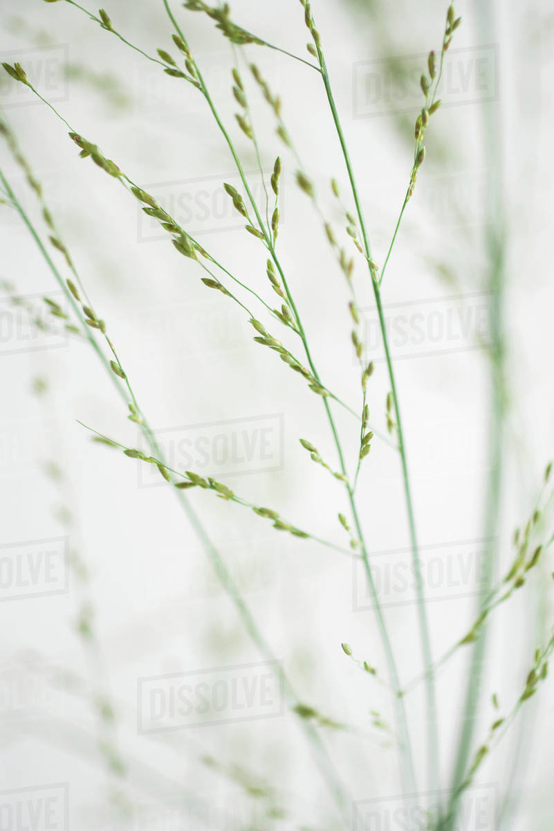 Wispy plant, cropped view - Royalty-free Stock Photo | Dissolve