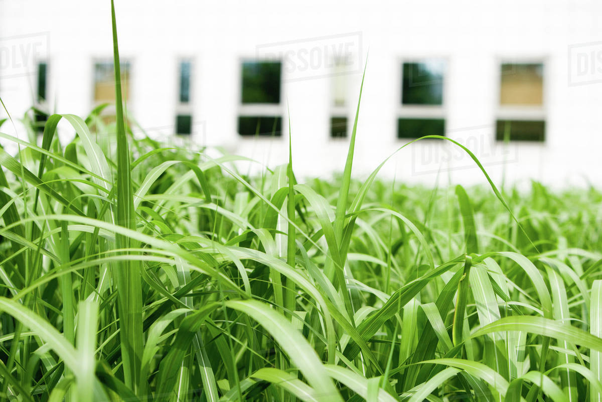 Grass, building in background - Stock Photo - Dissolve