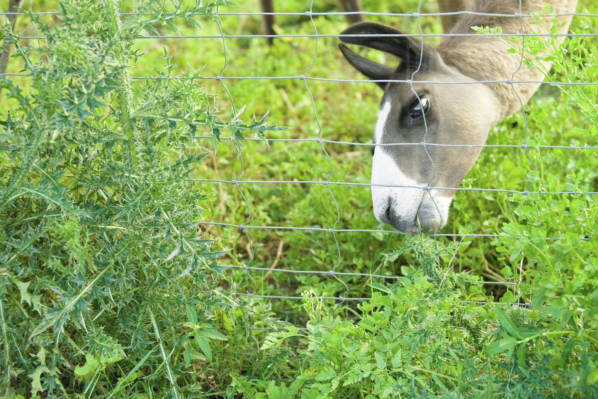 Llama grazing behind fence, cropped view - Royalty-free Stock Photo ...