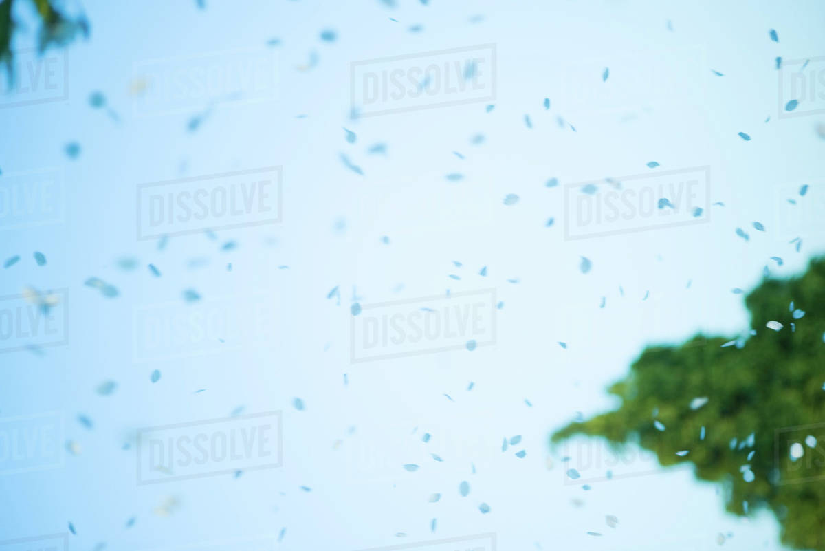 Flower petals floating in sky - Stock Photo - Dissolve