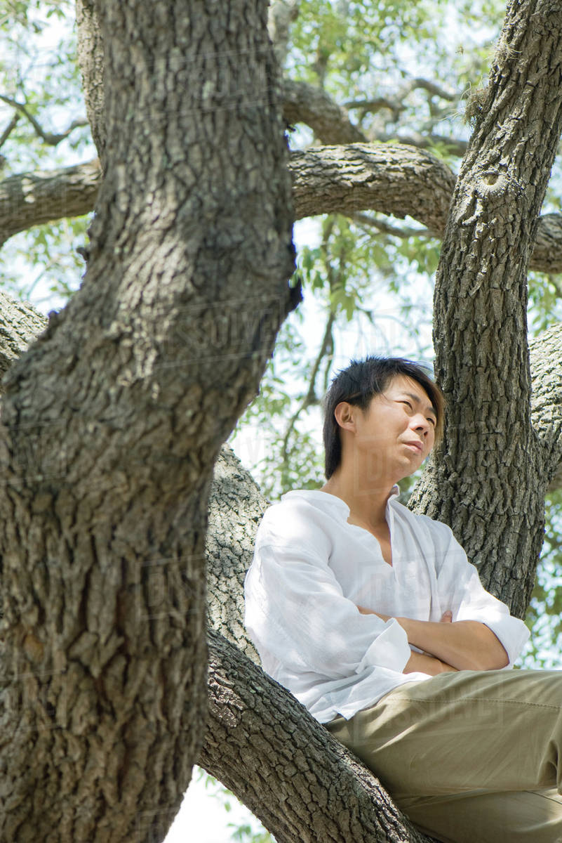 Man sitting on tree branch, arms folded, looking up - Stock Photo ...