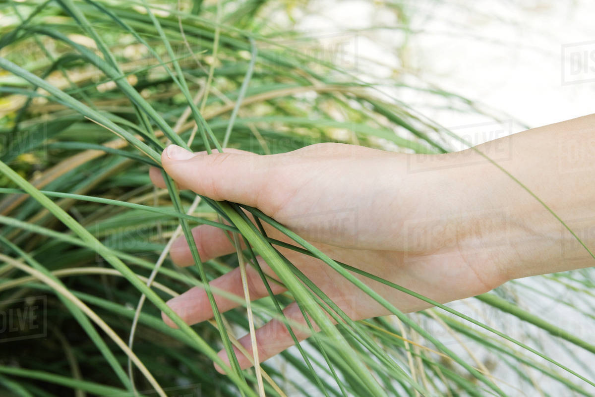Hand touching tall grass, close-up, cropped - Royalty-free Stock Photo ...