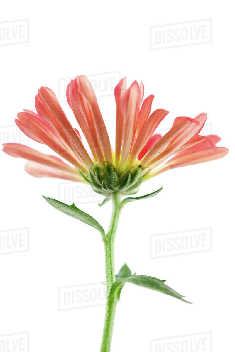 Chrysanthemum flower, side view - Royalty-free Stock Photo | Dissolve