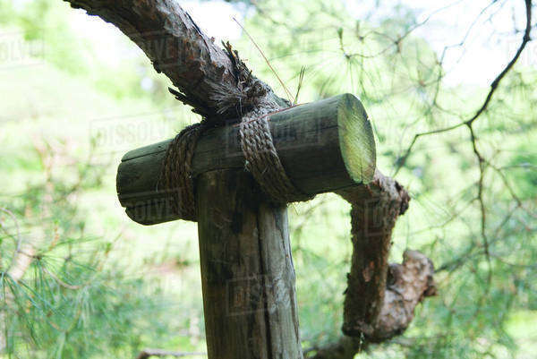 Tree branch with wooden support, close-up - Royalty-free Stock Photo ...