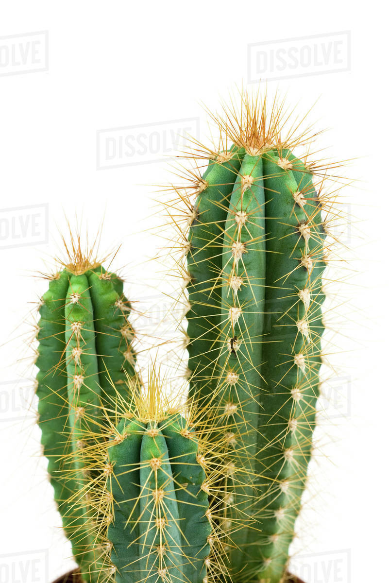 Cactus, close-up - Royalty-free Stock Photo | Dissolve