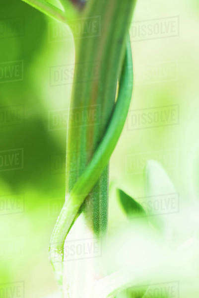 Vine curling around stem, close-up - Royalty-free Stock Photo | Dissolve