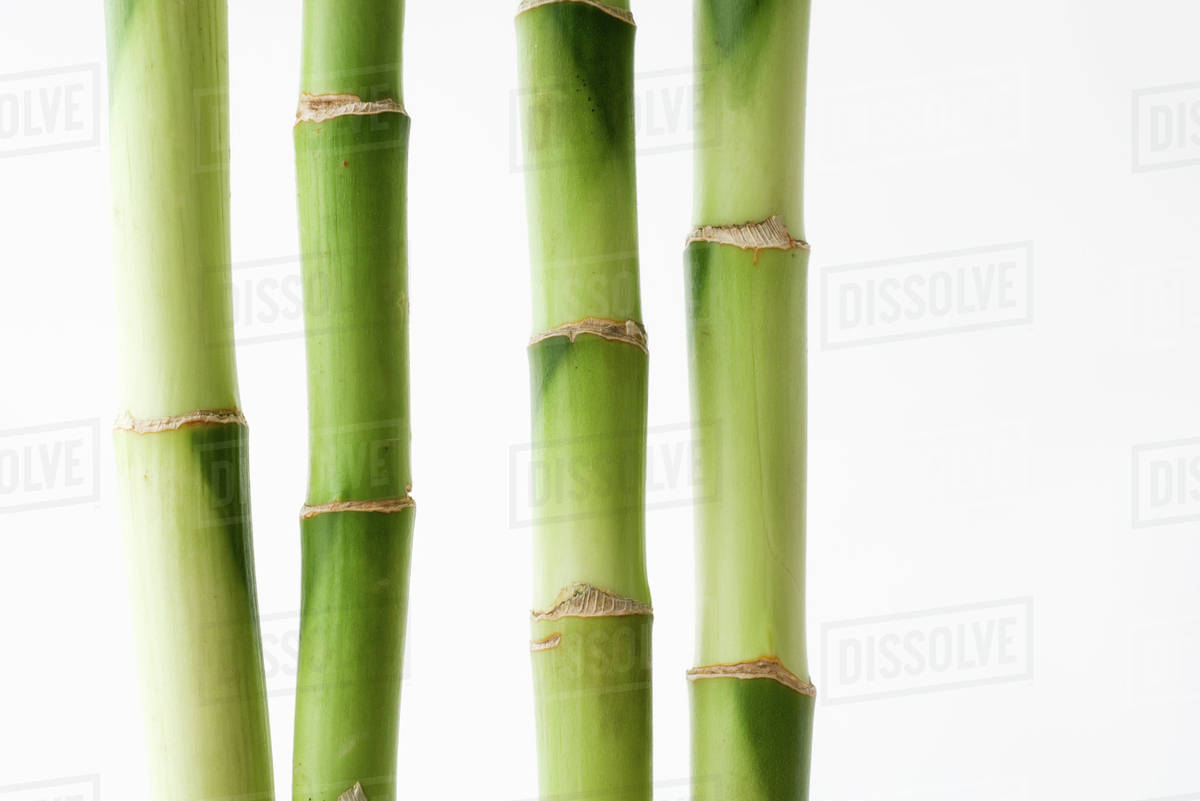 Bamboo stalks - Stock Photo - Dissolve