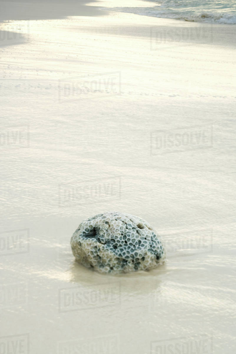 Coral washed up on the beach - Stock Photo - Dissolve