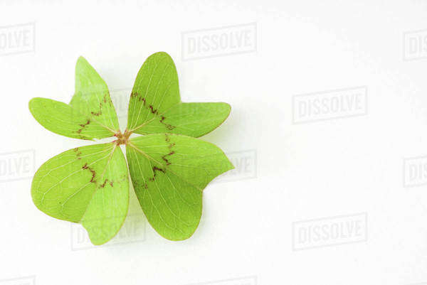 Four-leaf clover, close-up - Royalty-free Stock Photo | Dissolve