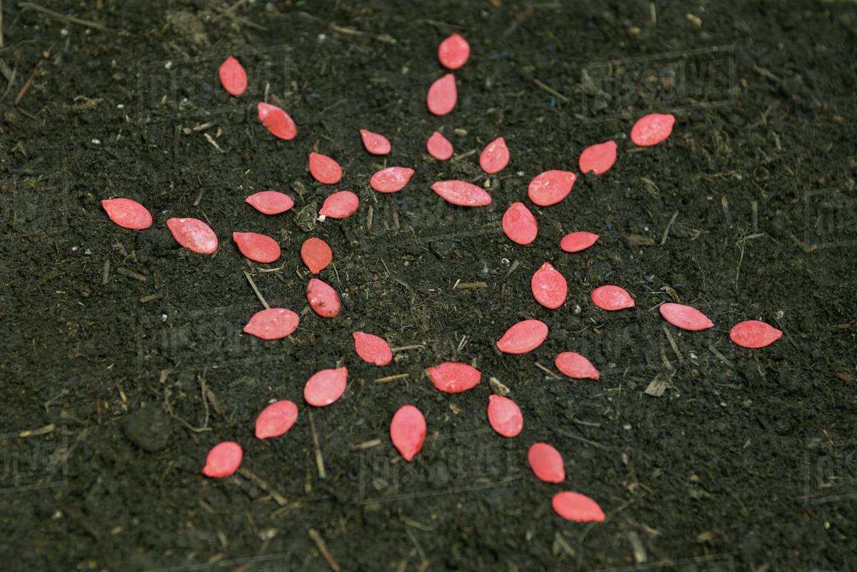 Seeds arranged in design, on soil - Royalty-free Stock Photo | Dissolve