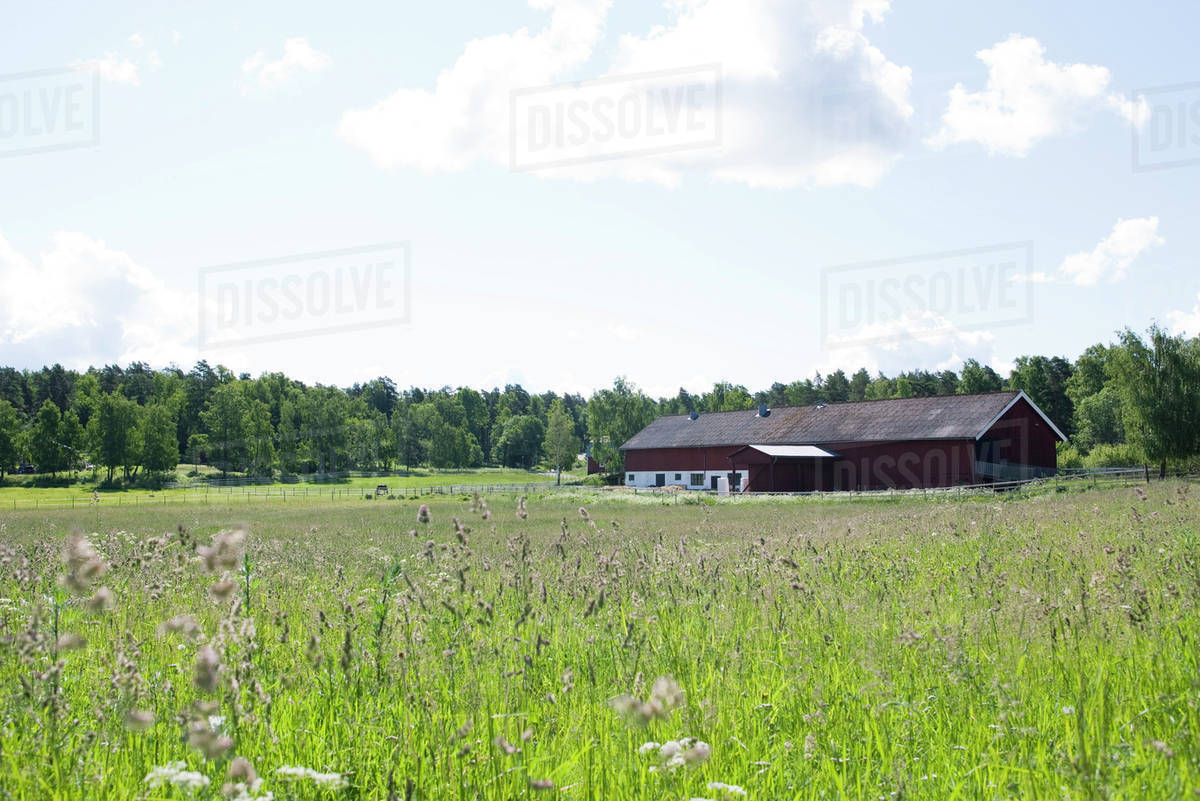 Field of tall grass, barn in distance - Stock Photo - Dissolve